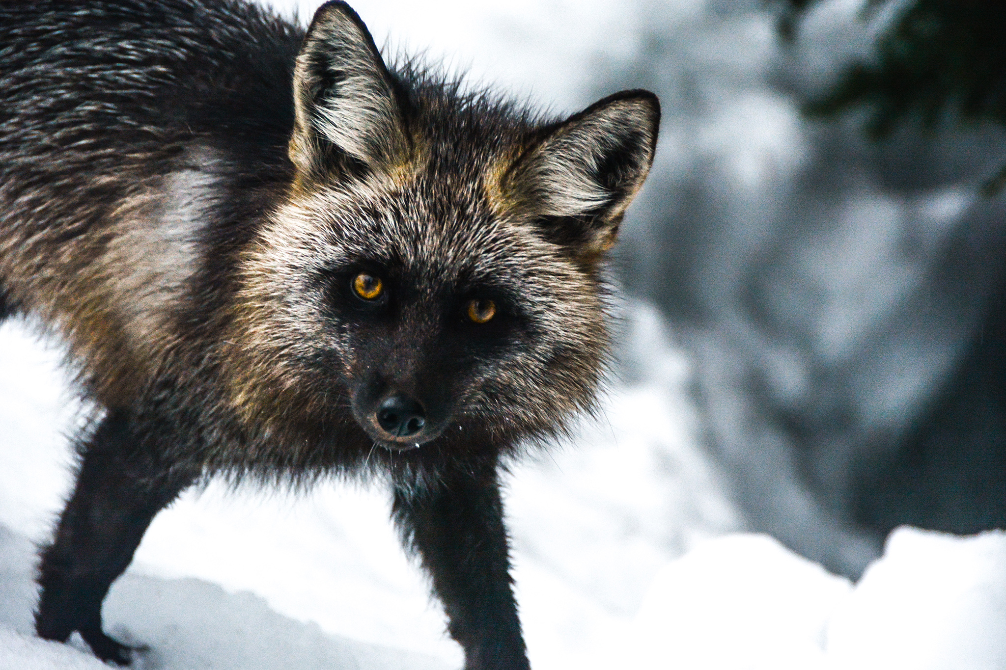 Only 50 of these canines are left. Calif. scientists just caught one.