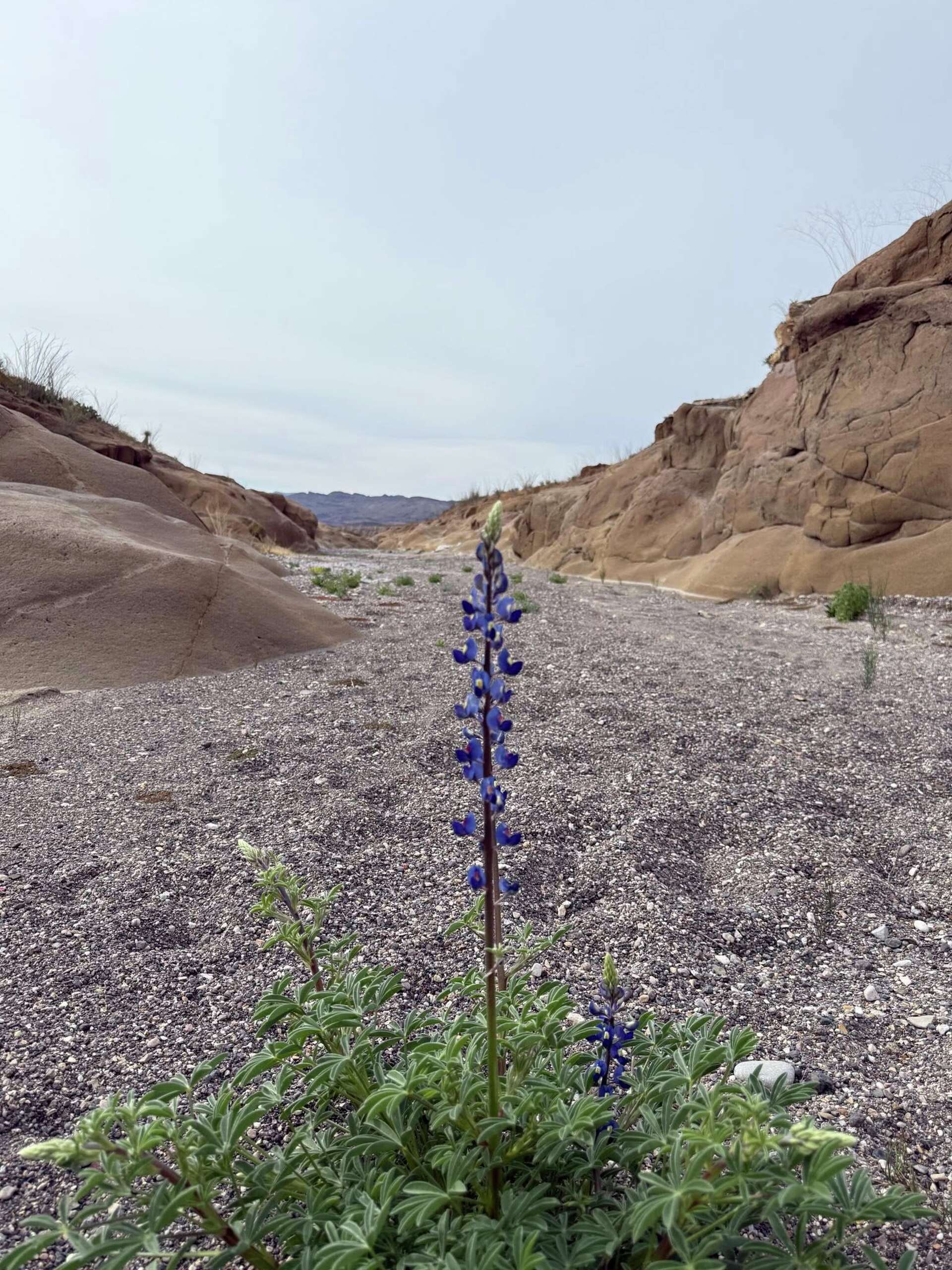 Texas' tallest bluebonnets are starting to bloom in Big Bend