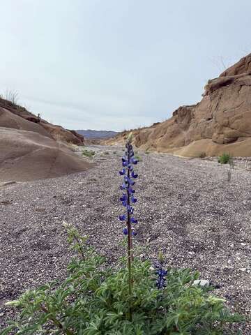 Texas' tallest bluebonnets are starting to bloom in Big Bend
