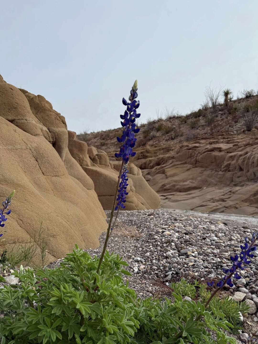 Texas' tallest bluebonnets are starting to bloom in Big Bend