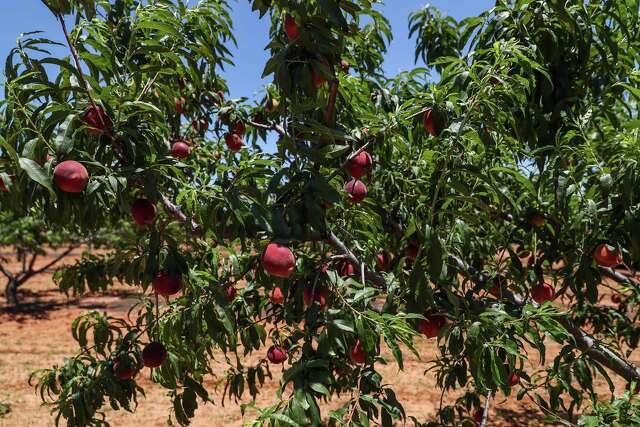 Central Texas peaches: Grow backyard trees with low chill