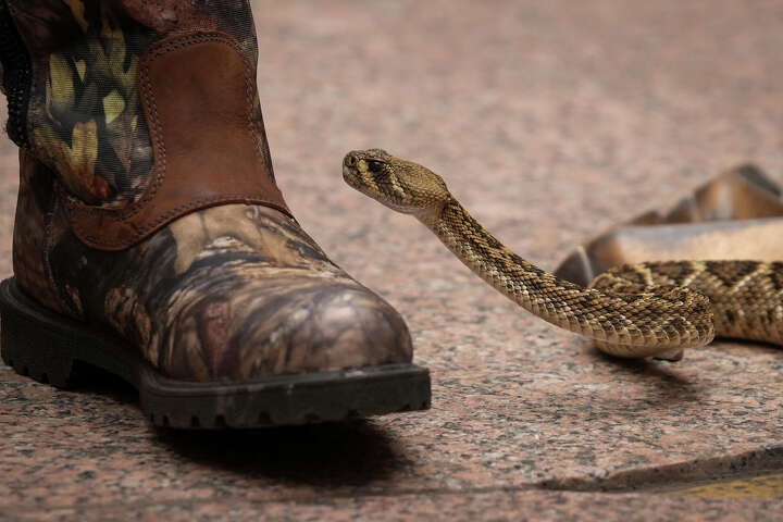 Sweetwater Rattlesnake Round-Up promoted at Texas Capitol