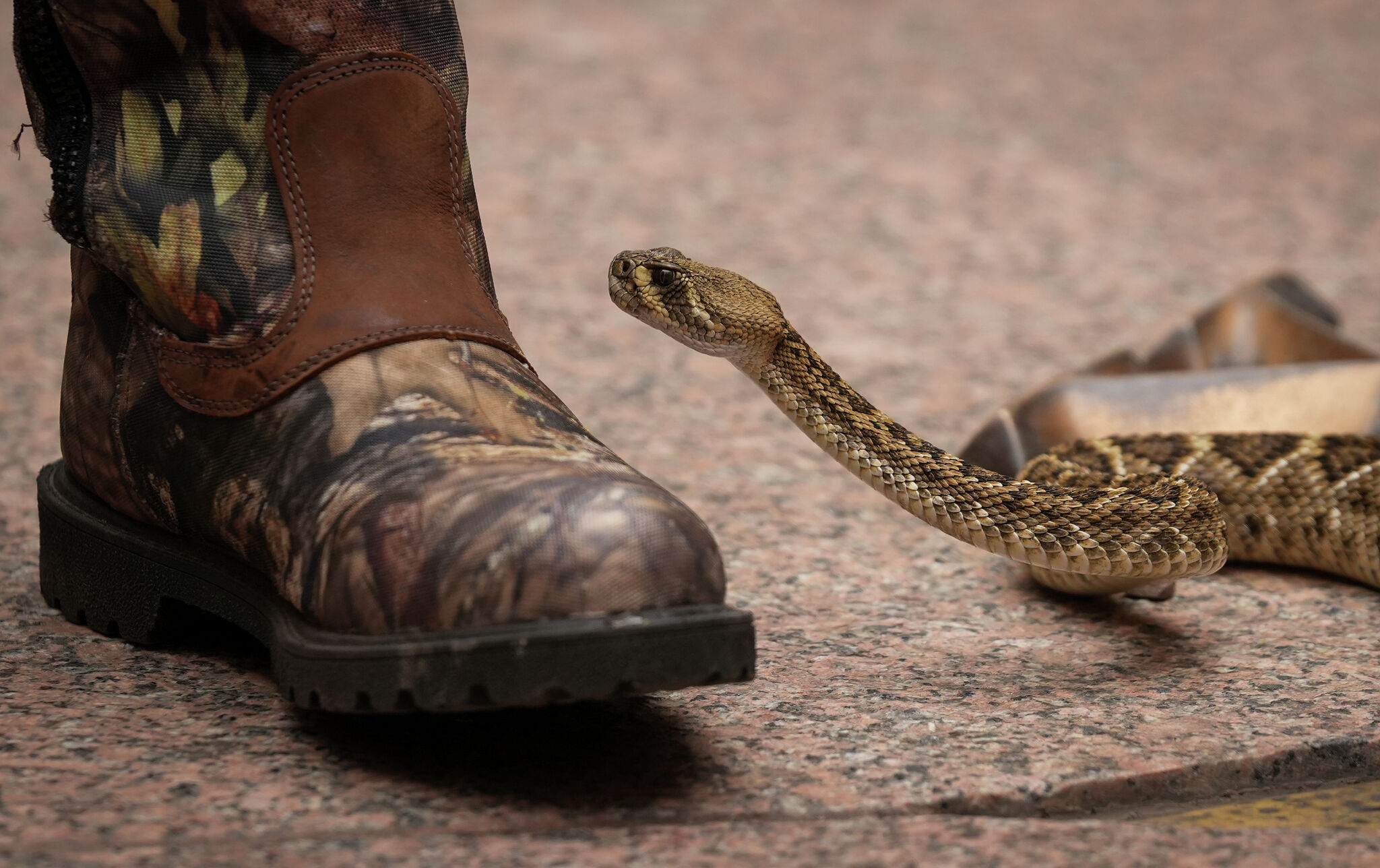 Snakes lurk in wildflowers. Know how to treat a bite.