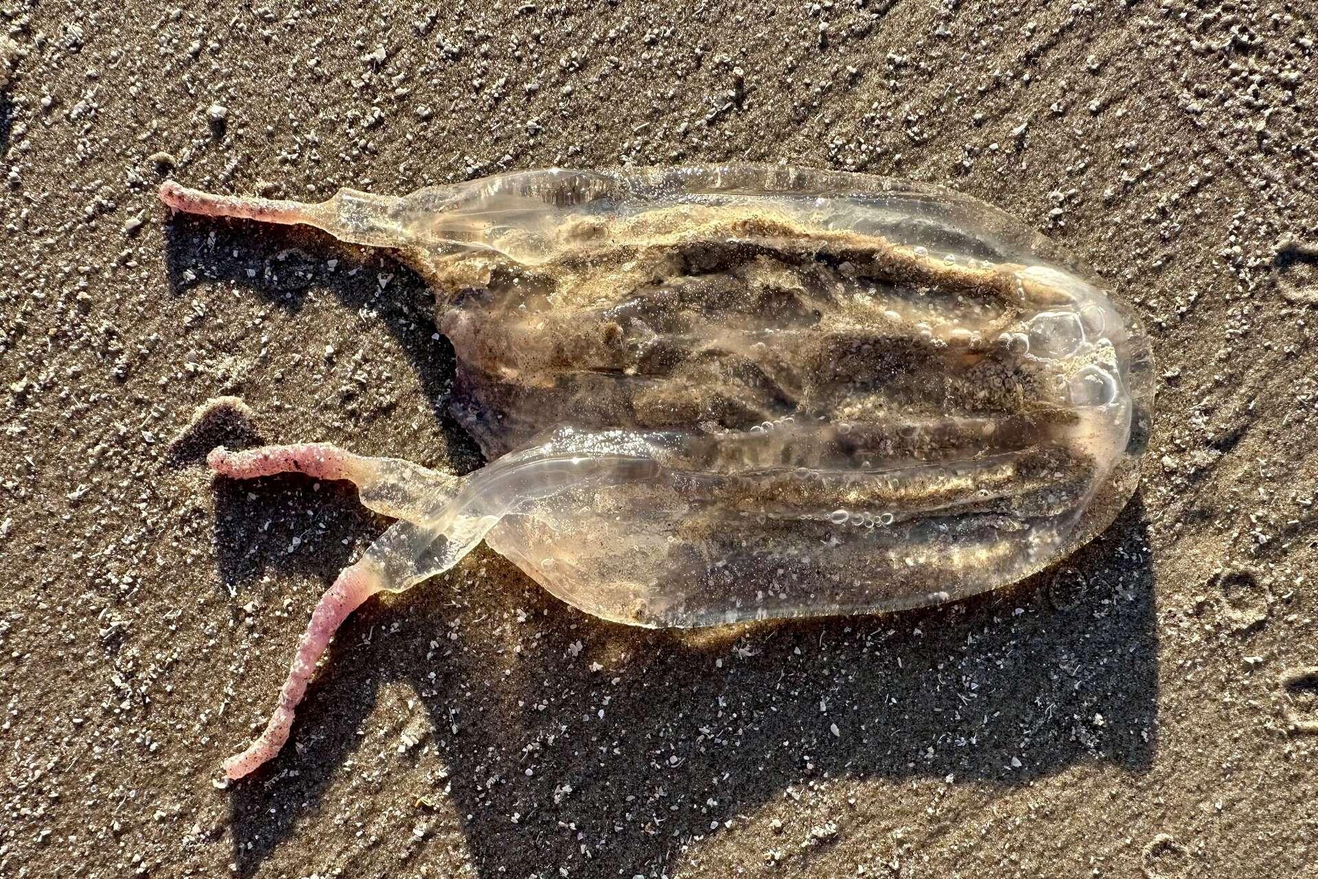 Strange, fast-moving box jellyfish found on Texas beaches
