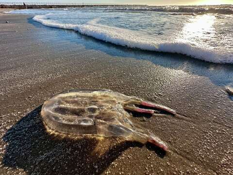 Strange, fast-moving box jellyfish found on Texas beaches