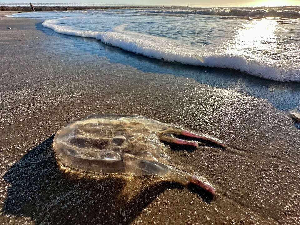 Strange, fast-moving box jellyfish found on Texas beaches