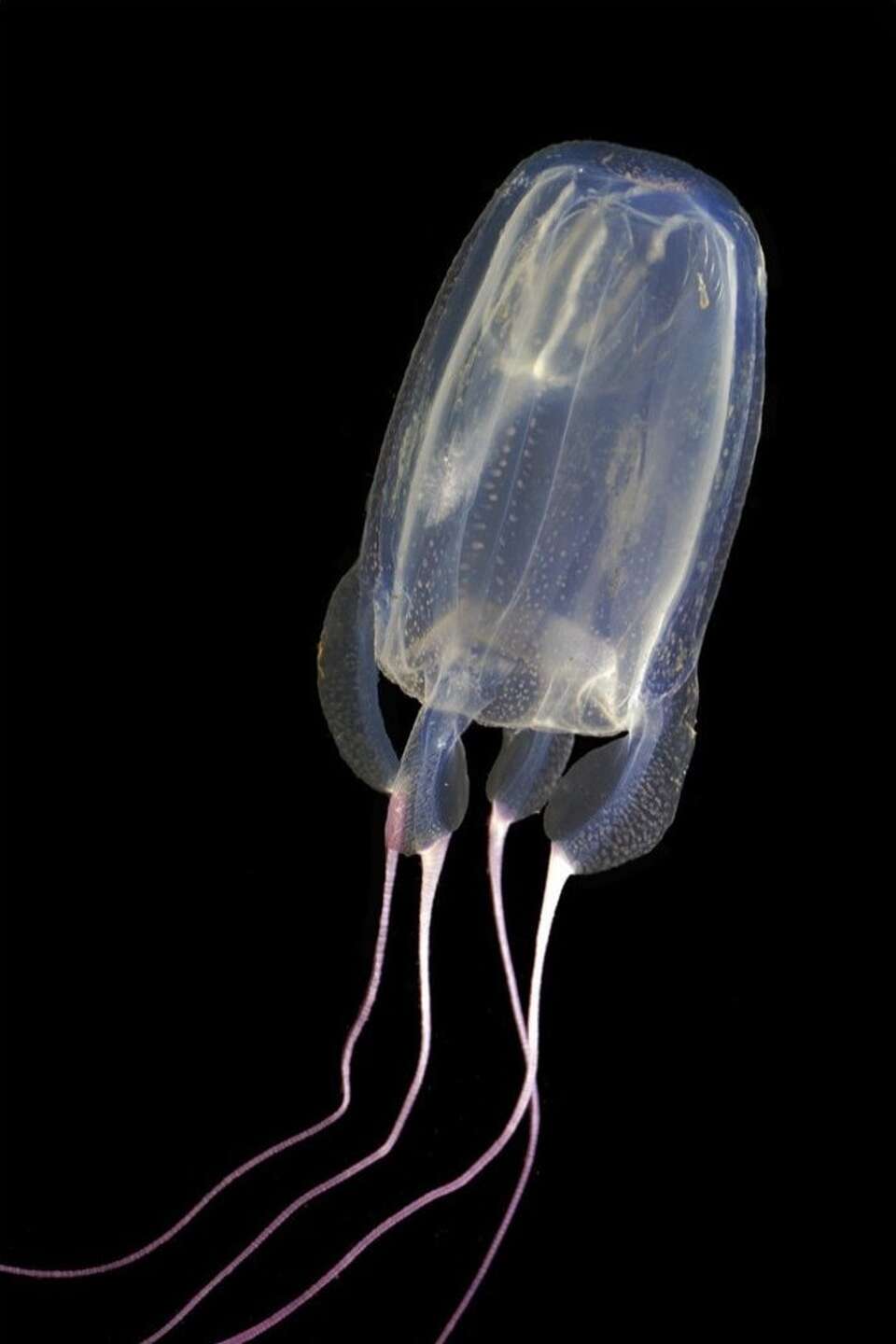 Strange, fast-moving box jellyfish found on Texas beaches