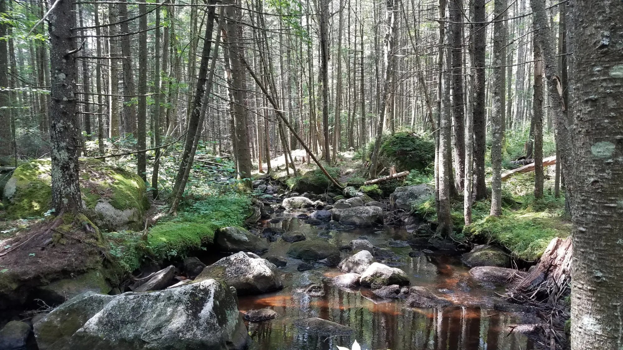 Fish populations double in Adirondack streams after acid rain recovery