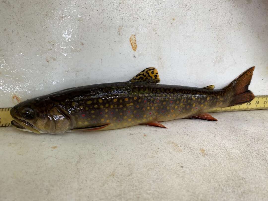 Fish populations double in Adirondack streams after acid rain recovery
