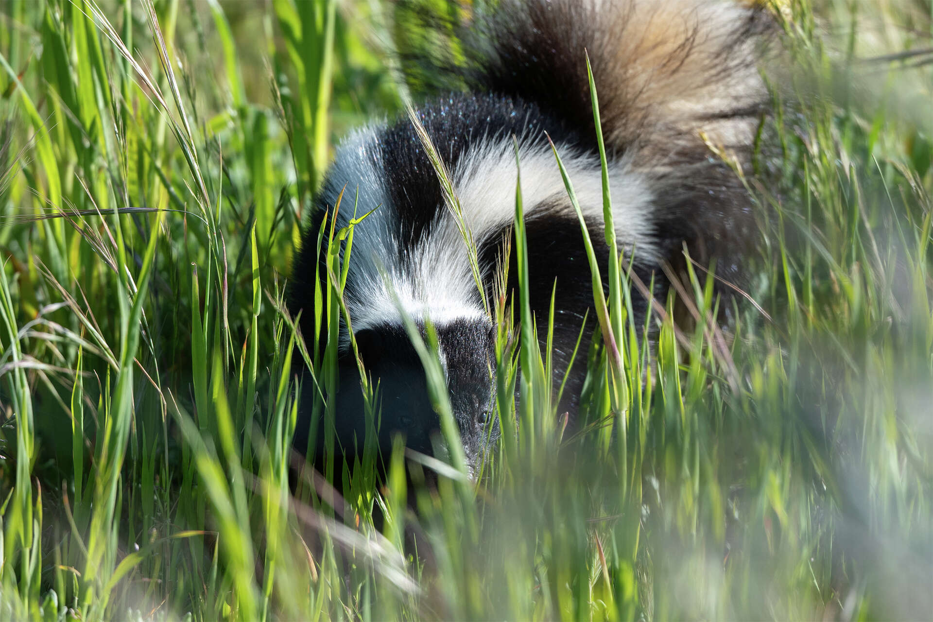 Skunk mating season becoming a headache for Bay Area residents