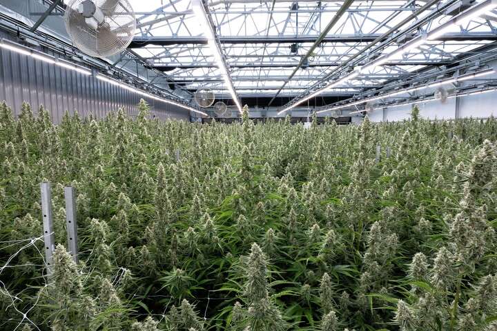 As Texas expands medical marijuana program, what to know about the drug