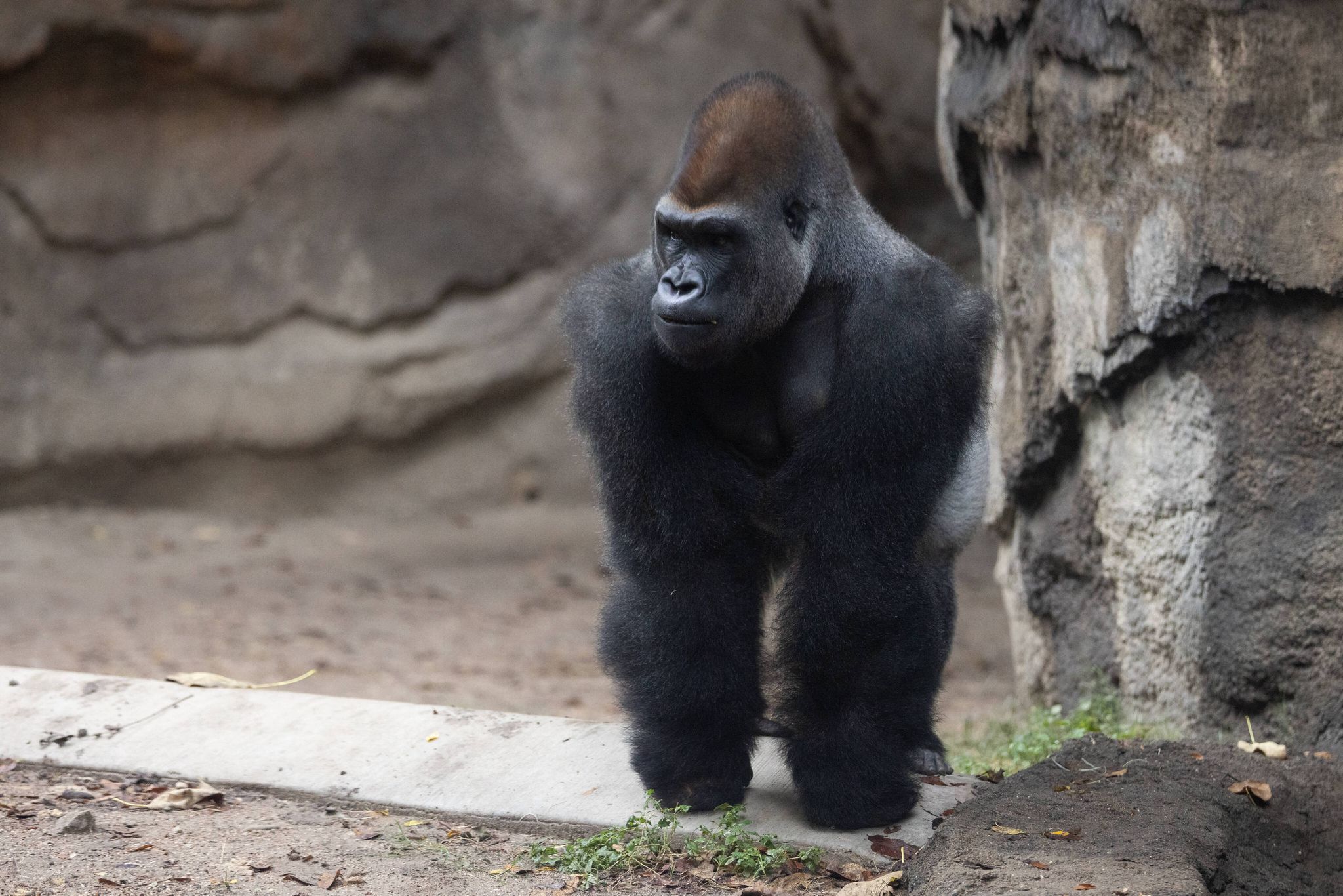 Dallas Zoo says goodbye to bachelor gorilla troop: 'So Long, Partners'