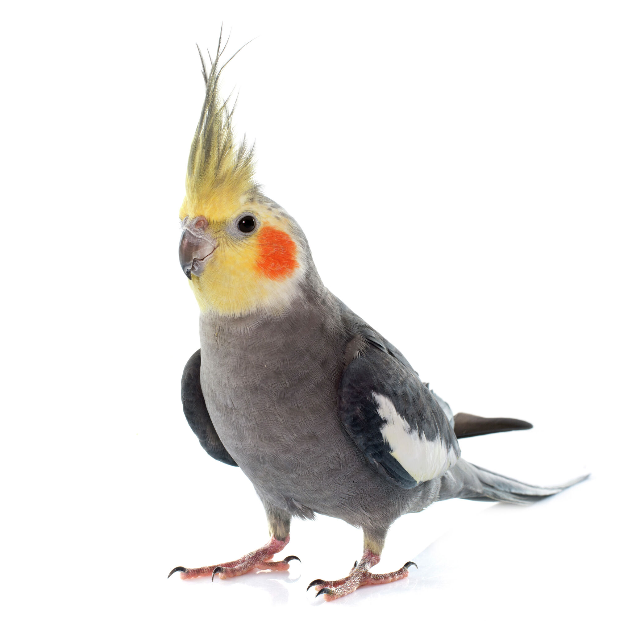 Guinness World Record: Oldest cockatiel lives in Illinois near Chicago