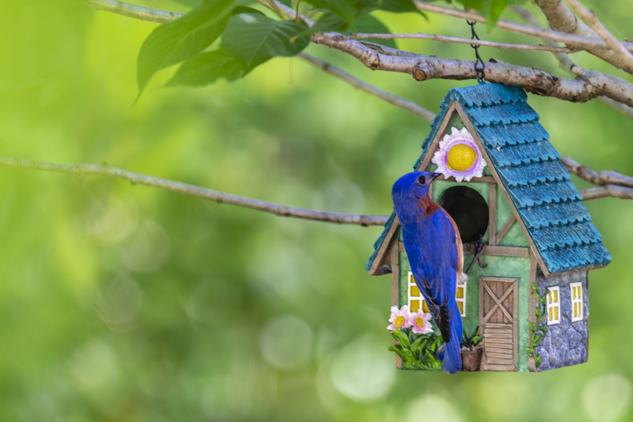 A backyard birdhouse guide worth chirping about