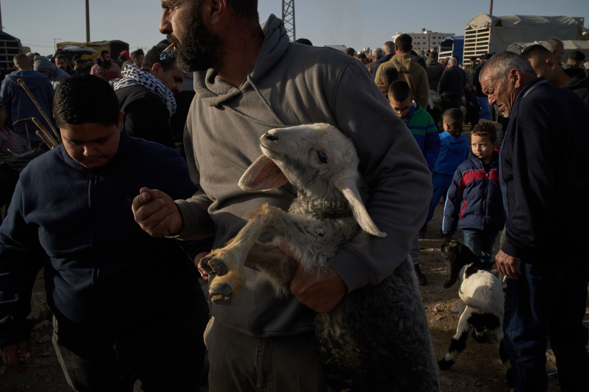 Photos of sheep and goats for sale at a West Bank livestock market