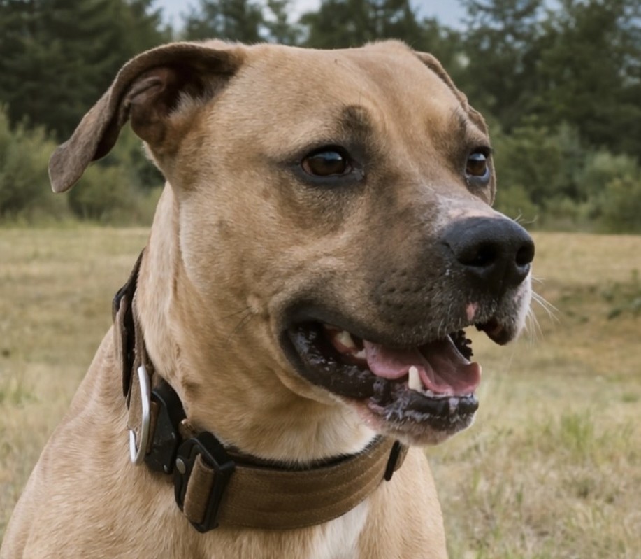 Sheriff outlines steps to report animal abuse in Manistee County