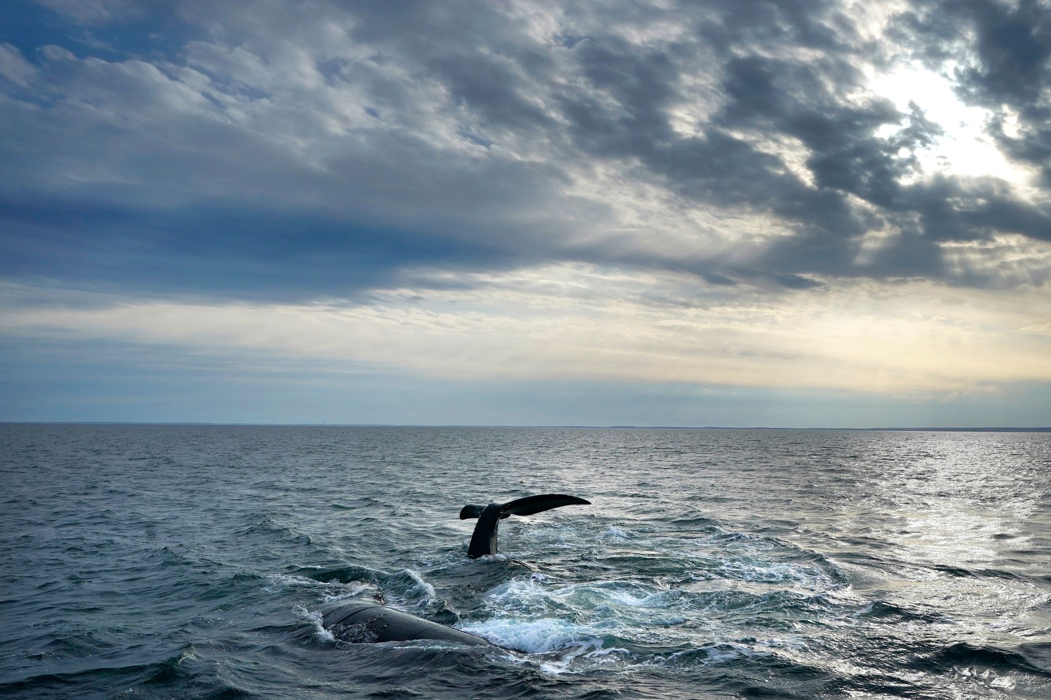 US ocean regulator faces criticism over changes to right whale ...