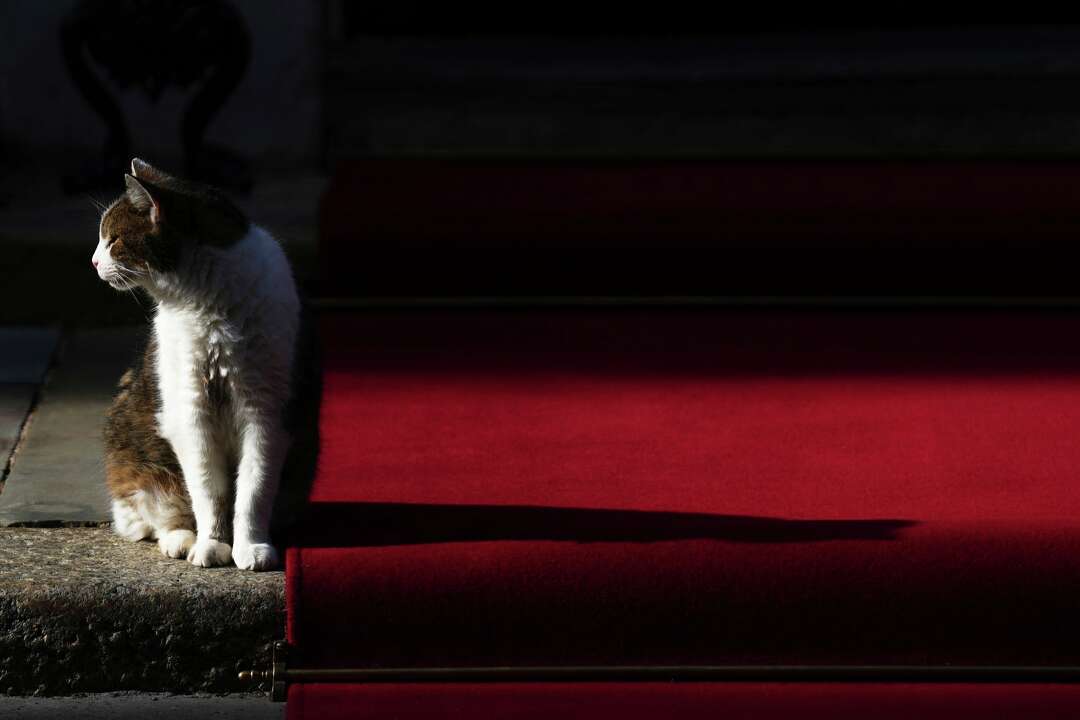 Larry the cat, Britain's Chief Mouser at 10 Downing Street for 15 years ...