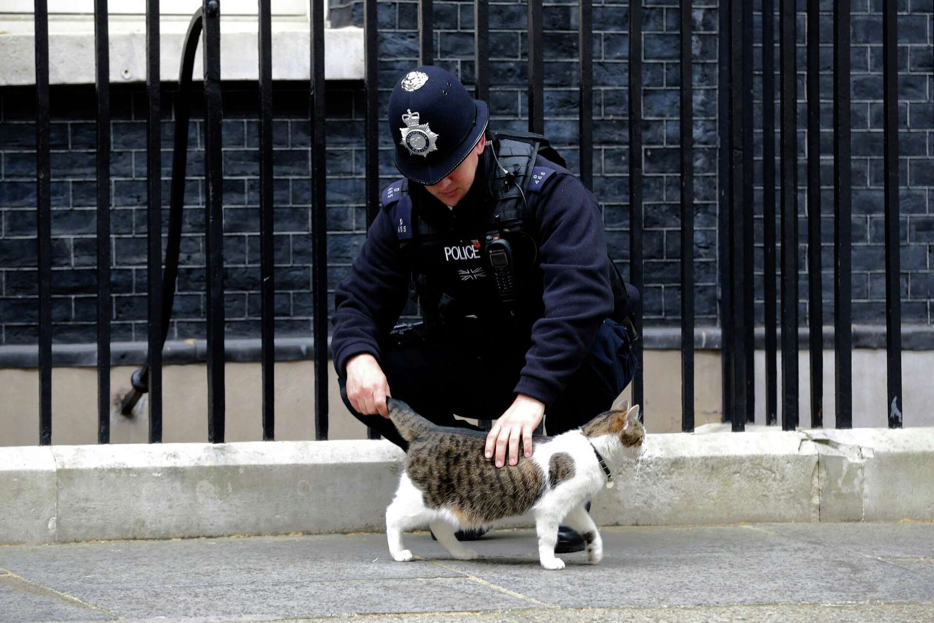 Larry the cat, Britain's Chief Mouser at 10 Downing Street for 15 years ...