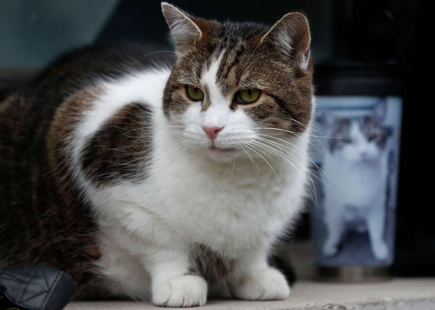 Larry the cat, Britain's Chief Mouser at 10 Downing Street for 15 years ...
