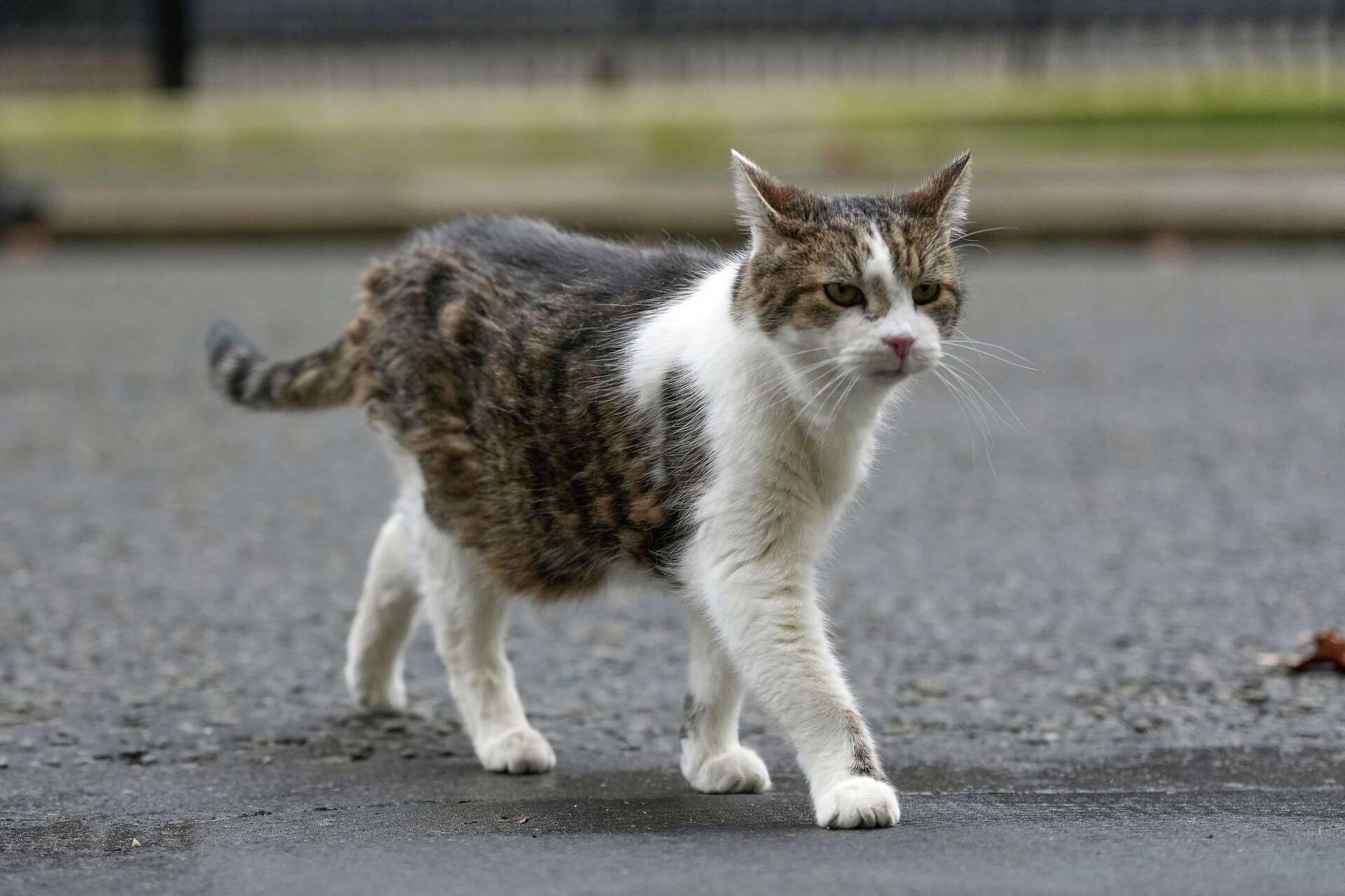 Larry the cat, Britain's Chief Mouser at 10 Downing Street for 15 years ...