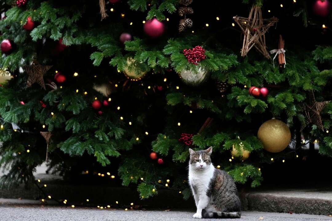 Larry the cat, Britain's Chief Mouser at 10 Downing Street for 15 years ...