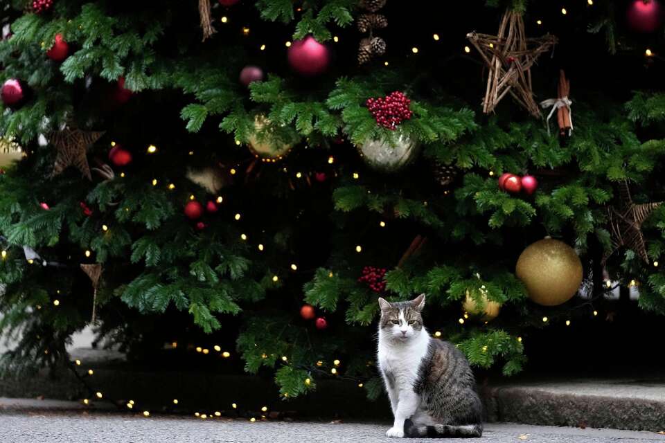 Larry the cat, Britain's Chief Mouser at 10 Downing Street for 15 years ...