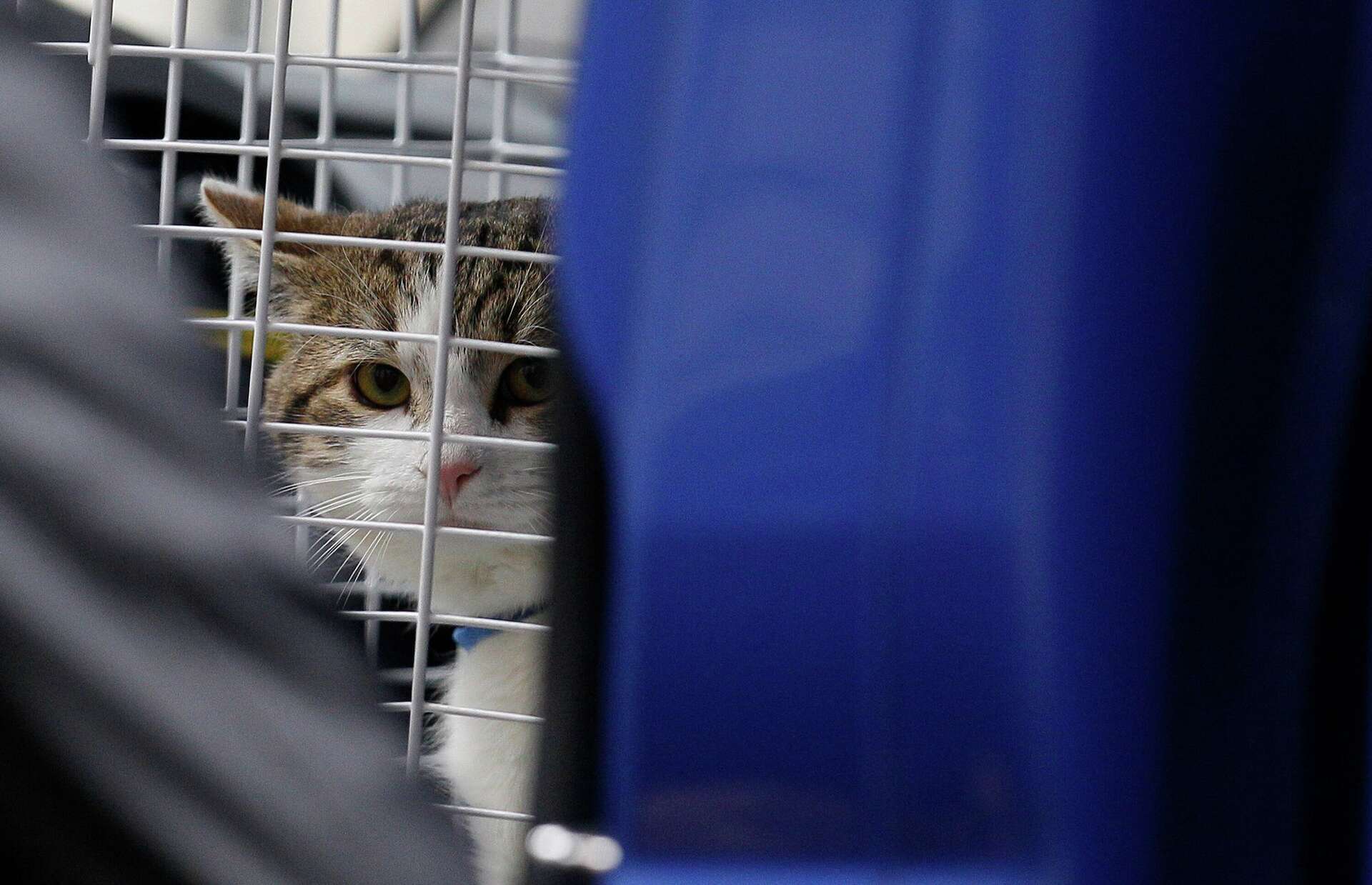 Larry the cat, Britain's Chief Mouser at 10 Downing Street for 15 years ...