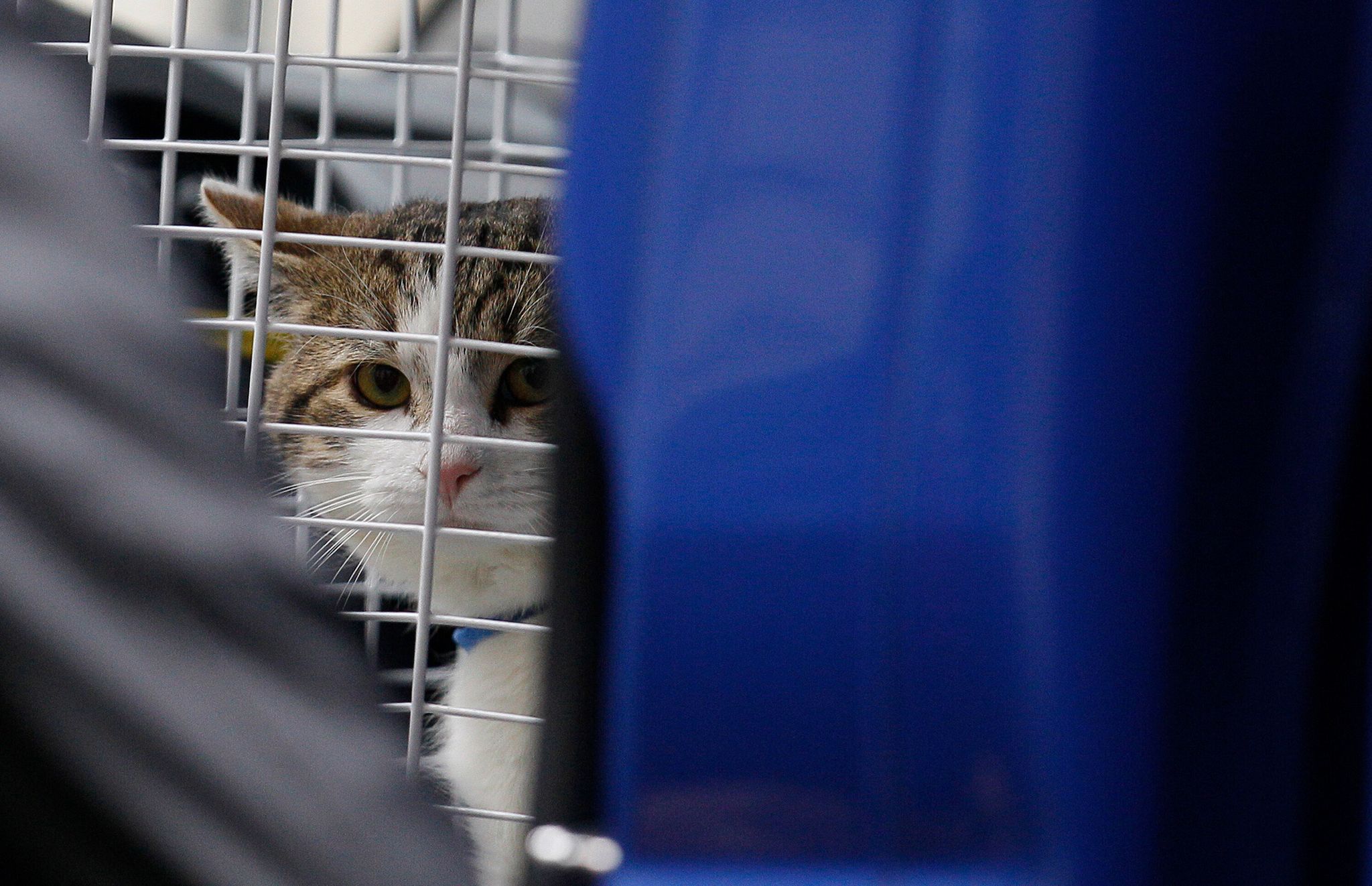 Larry the cat, Britain's Chief Mouser at 10 Downing Street for 15 years ...