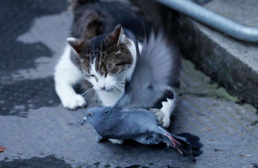 Larry the cat, Britain's Chief Mouser at 10 Downing Street for 15 years ...