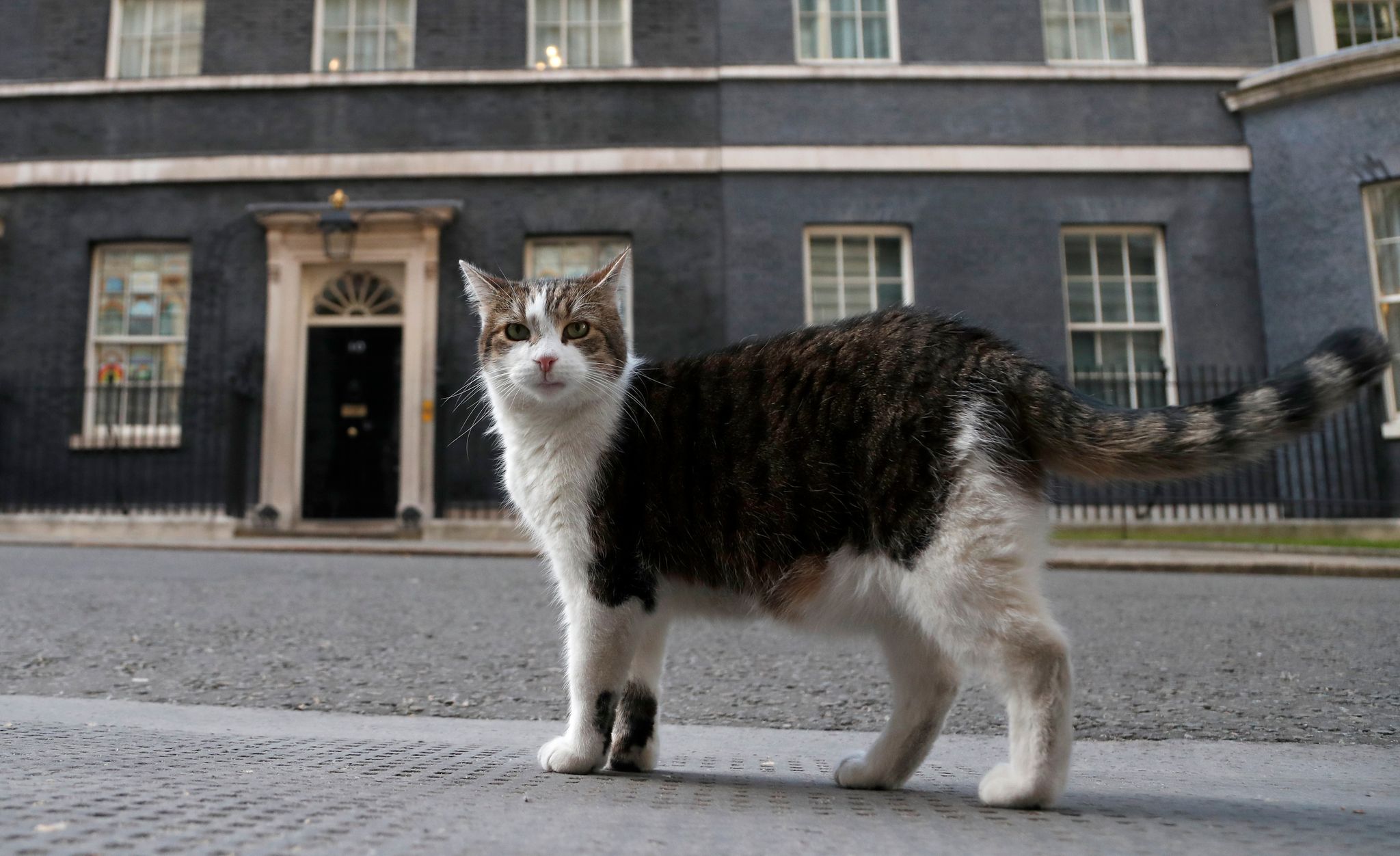 El "primer felino" Larry cumple 15 años como el gato más destacado de ...