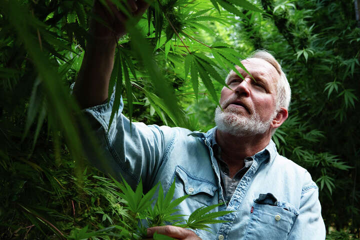 Hunting for the world's most mythical cannabis: Big Sur Holy Weed