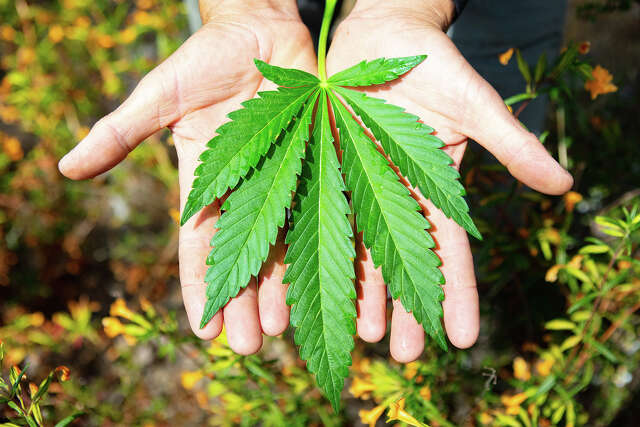 Hunting for the world's most mythical cannabis: Big Sur Holy Weed