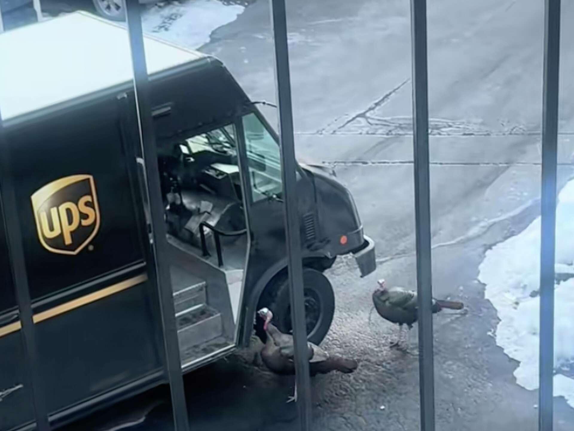 Viral TikTok shows turkeys chase UPS worker in CT neighborhood