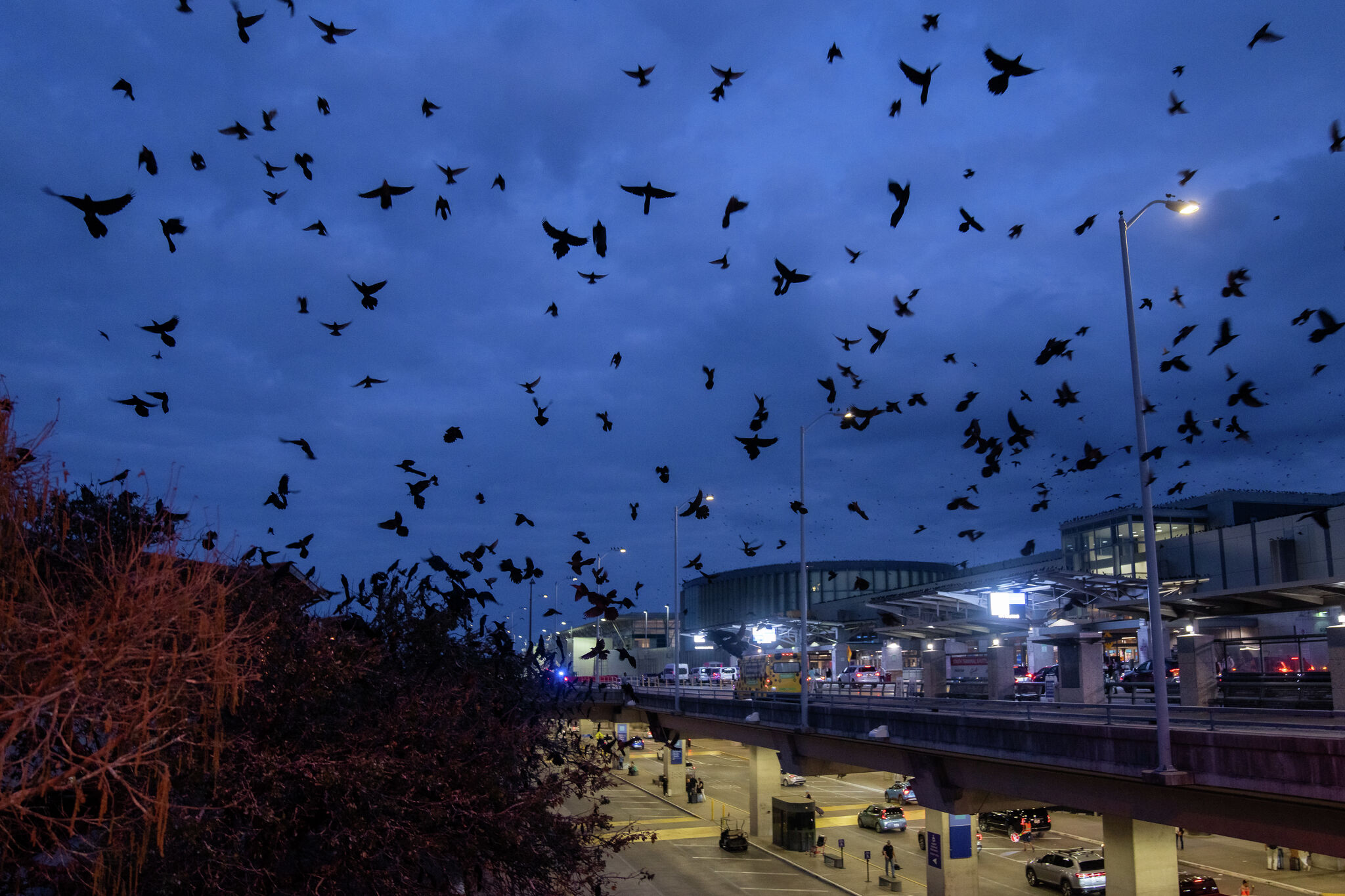 Austin airport birds: thousands of grackles gather at ABIA drop-off