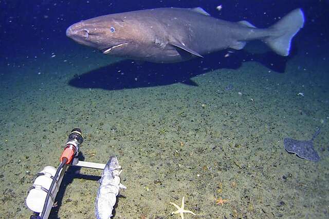 Surprise shark caught on camera for first time in Antarctica’s near ...