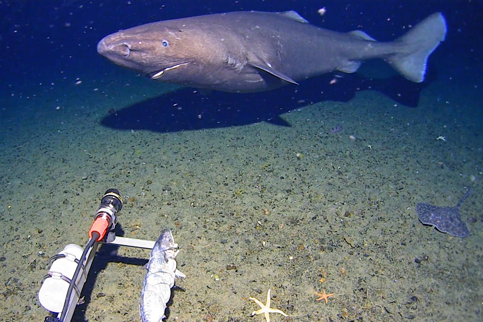 Surprise shark caught on camera for first time in Antarctica’s near ...