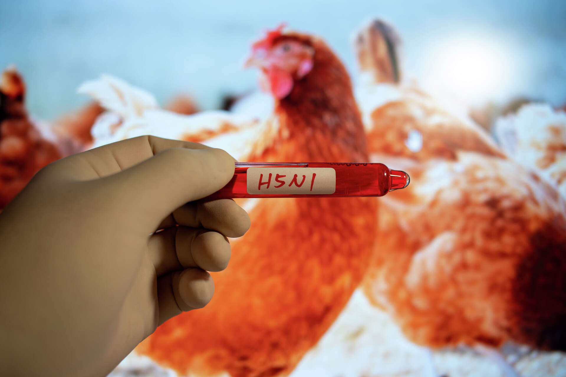 Texas bird flu: TPWD warns Amarillo and Lubbock residents