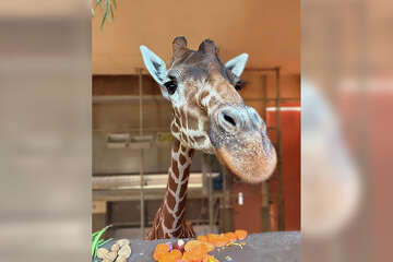 Oakland: Update: Uc Davis Experts To Conduct Necropsy On Oakland Zoo's ...