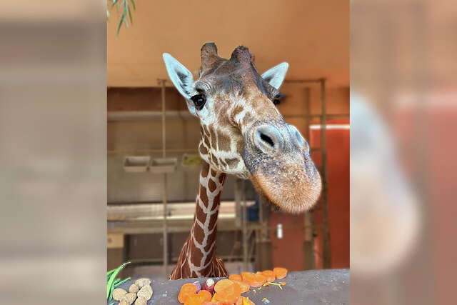Oakland: Update: Uc Davis Experts To Conduct Necropsy On Oakland Zoo's ...
