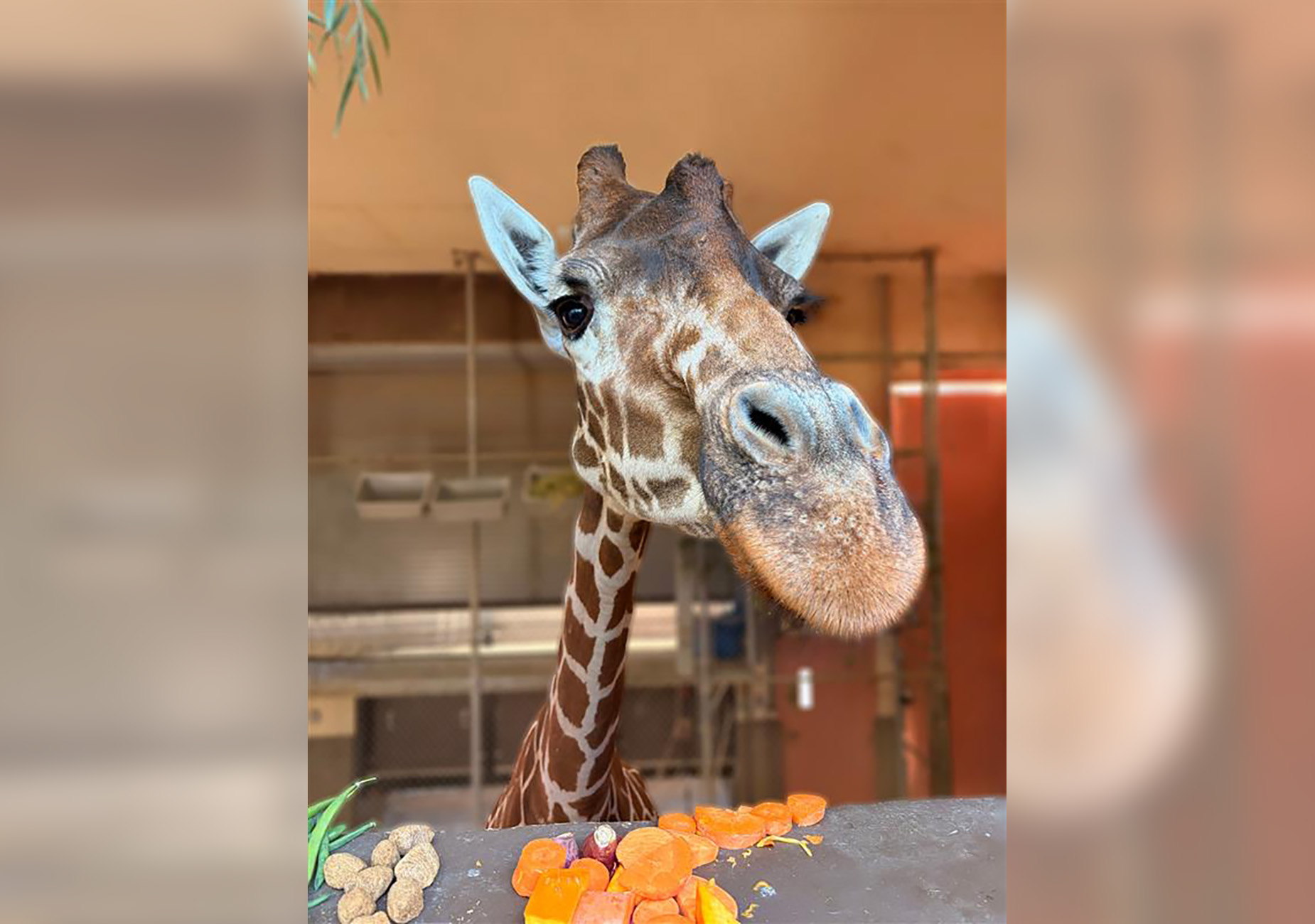Oakland: Update: Uc Davis Experts To Conduct Necropsy On Oakland Zoo's ...