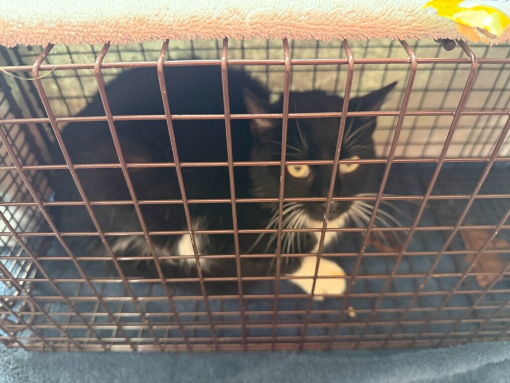 Monroe animal rescue launched after residents see uptick in feral cats