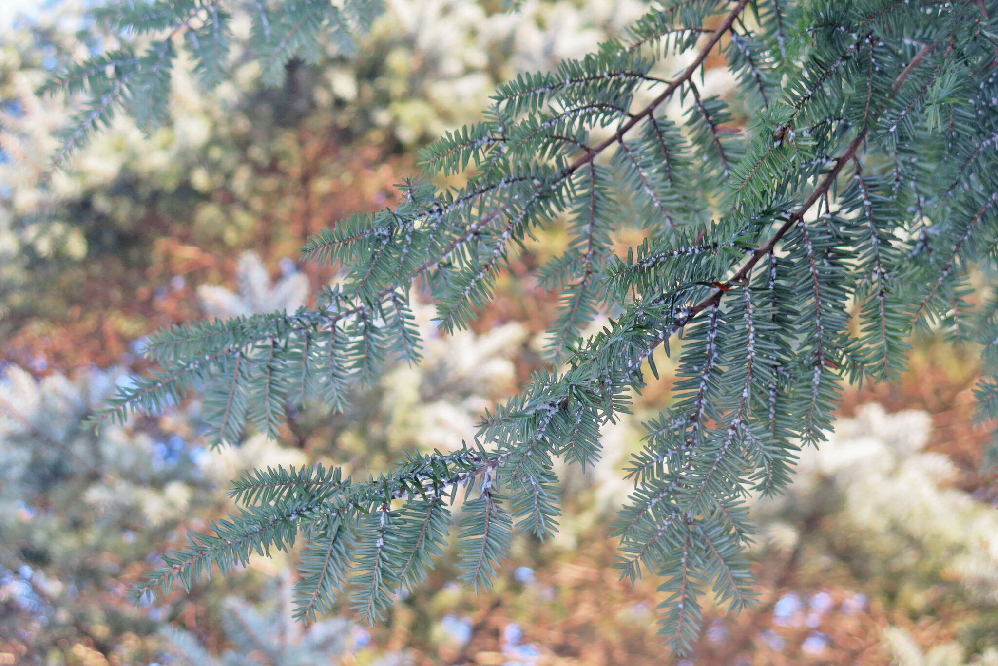 Unlikely winner of CT's freezing temperatures: Eastern hemlock tree