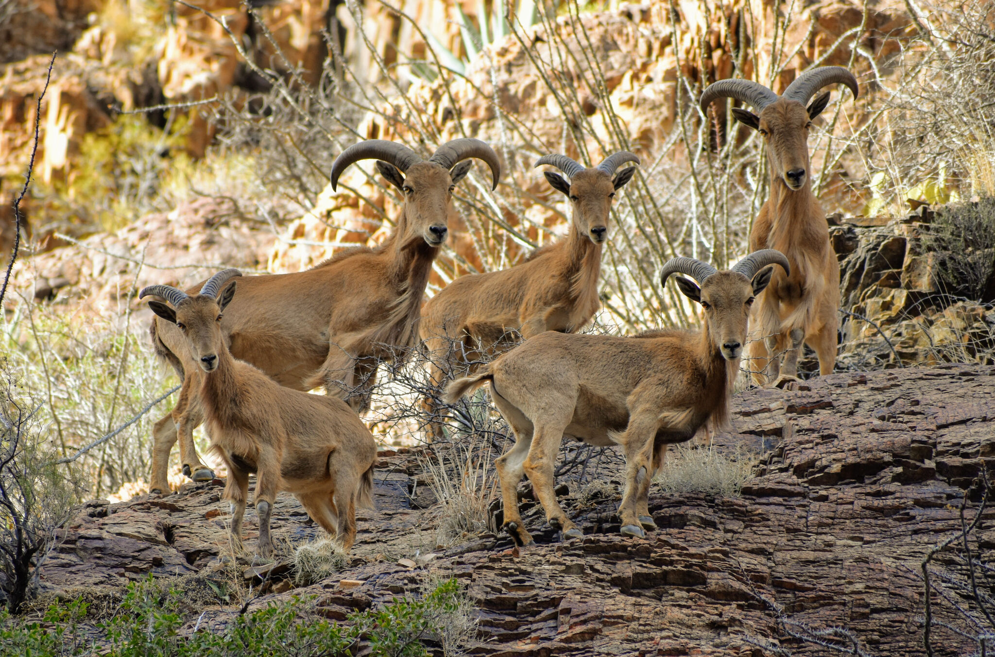 TPWD warns livestock owners of infection spreading among aoudad