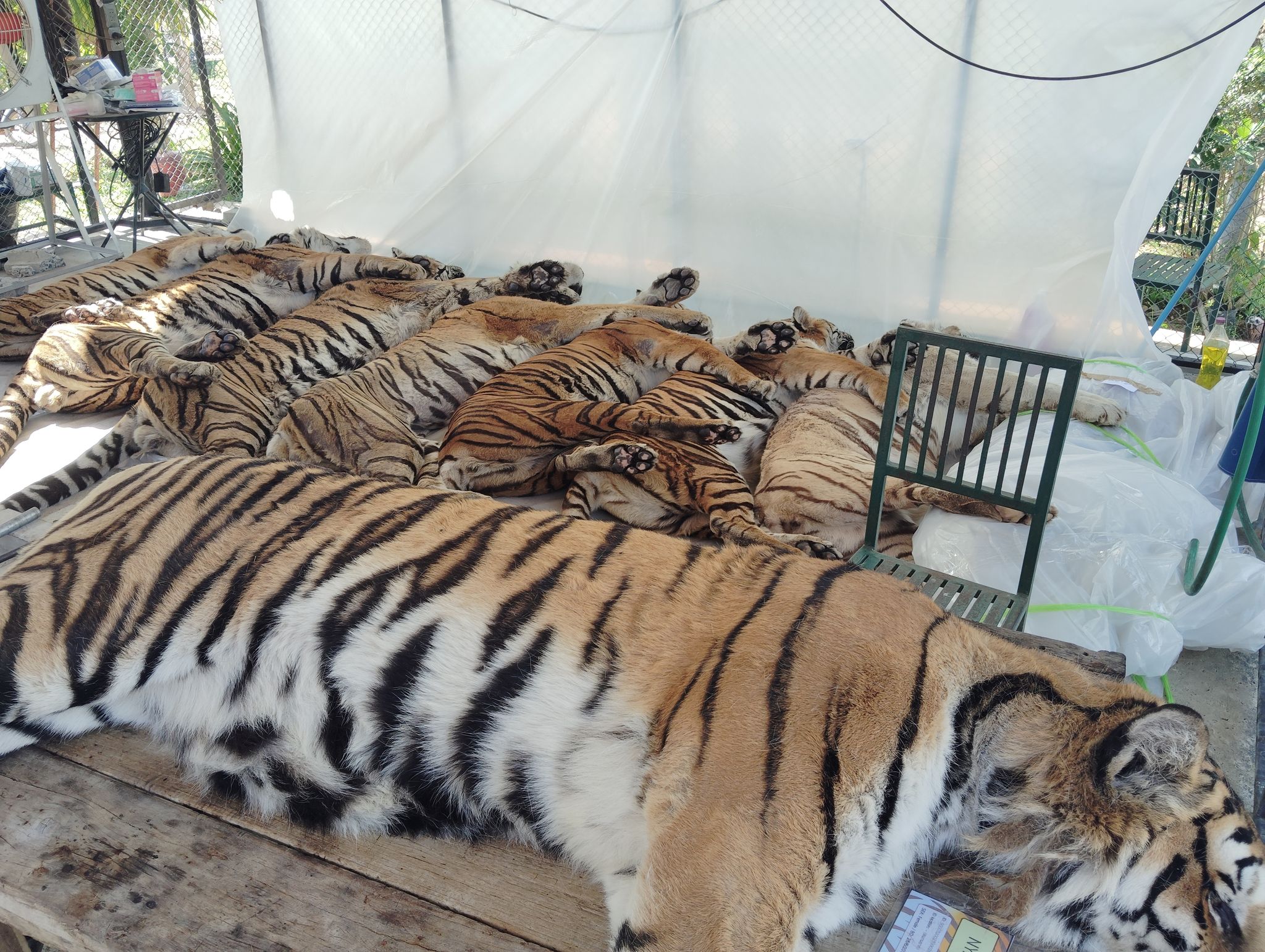 Thai officials say 72 tigers at tourist parks died of canine distemper ...