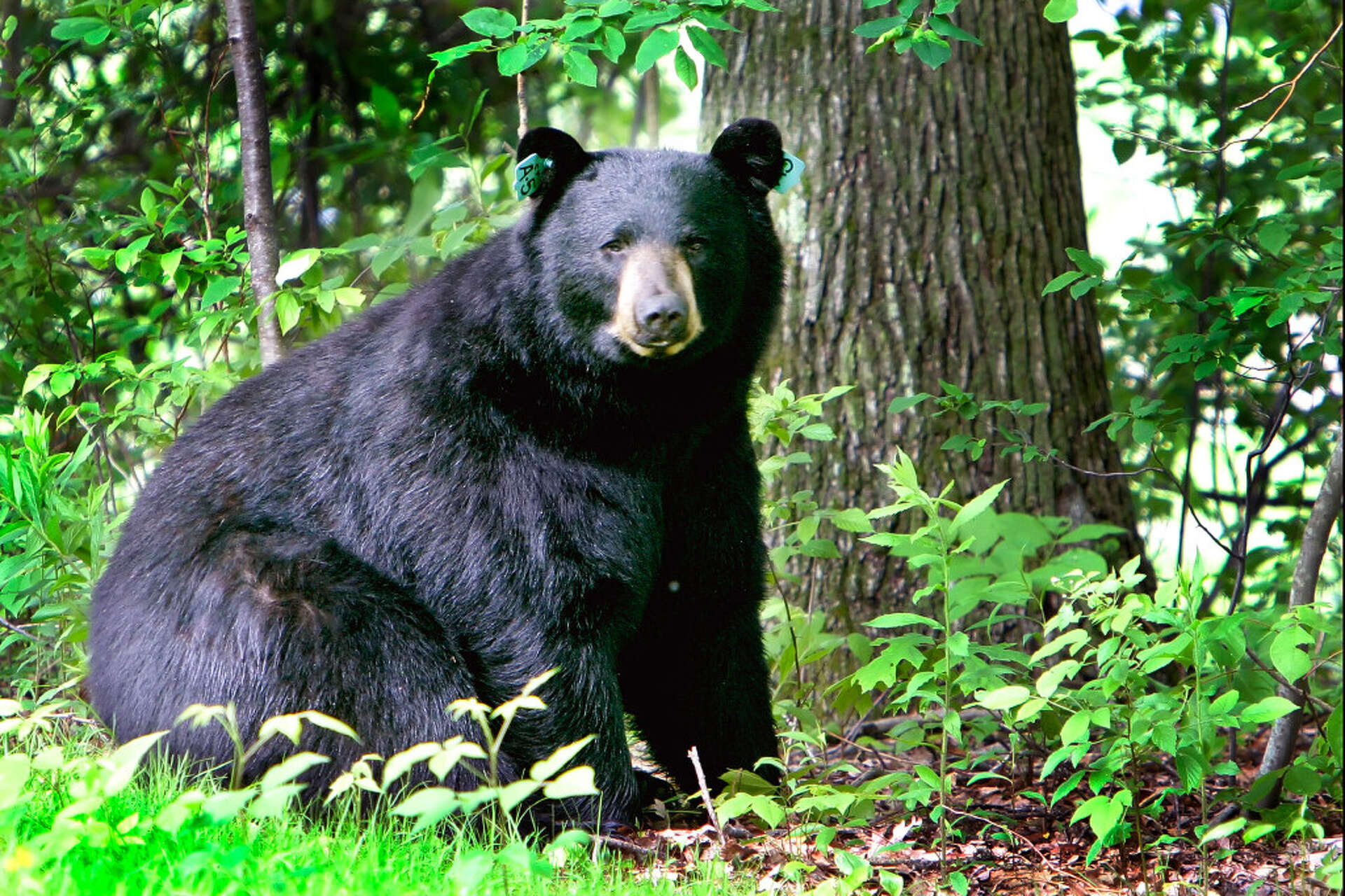 Connecticut bear sightings rise as temperatures warm