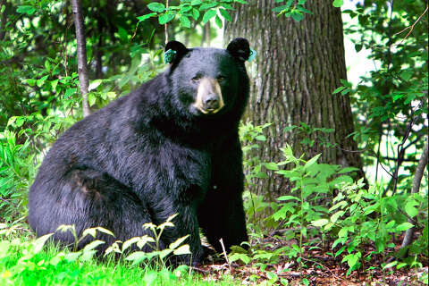 Bear struck by vehicle on Ripley Hill Road in Barkhamsted, police say