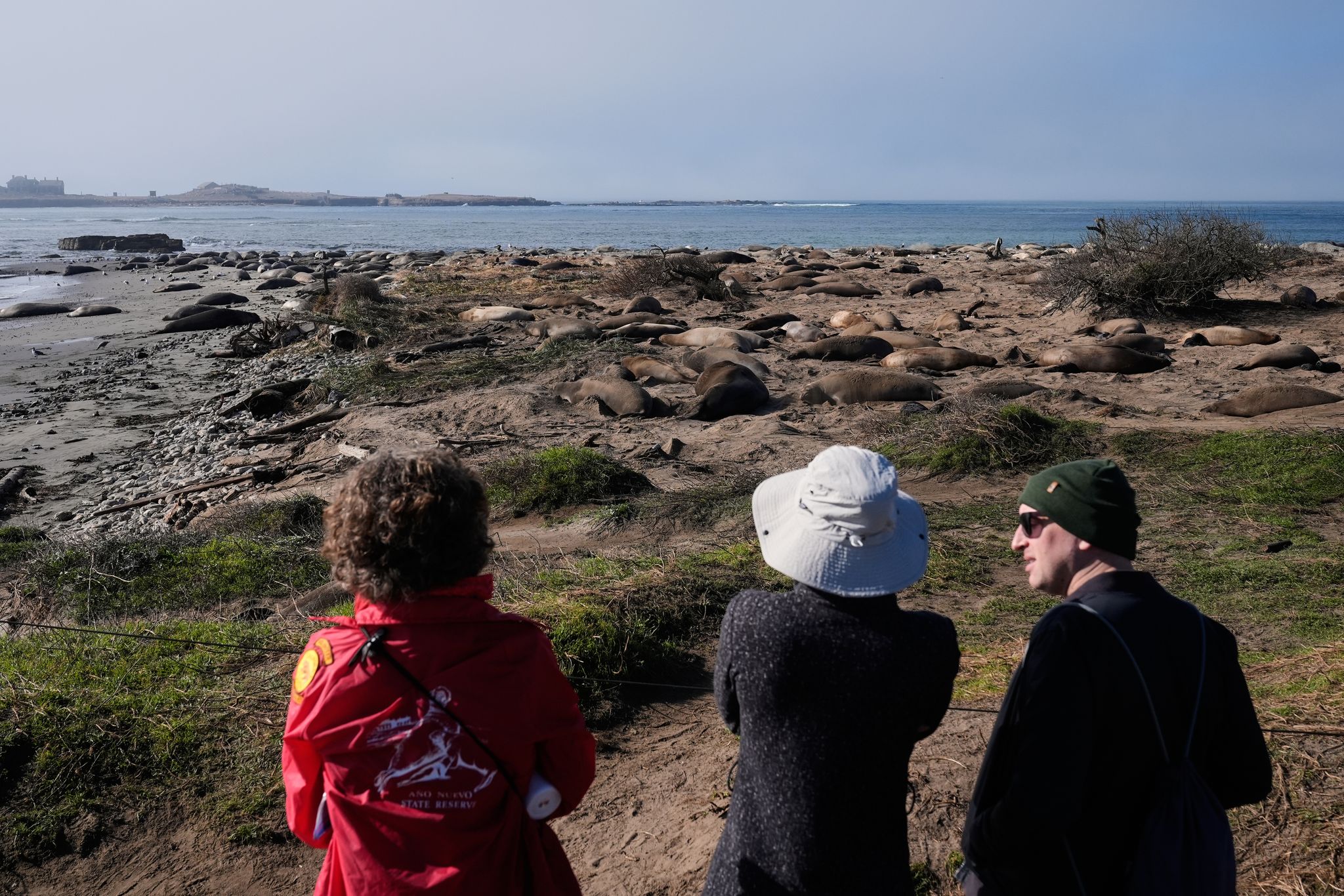Bird flu outbreak in California elephant seals prompts officials to ...