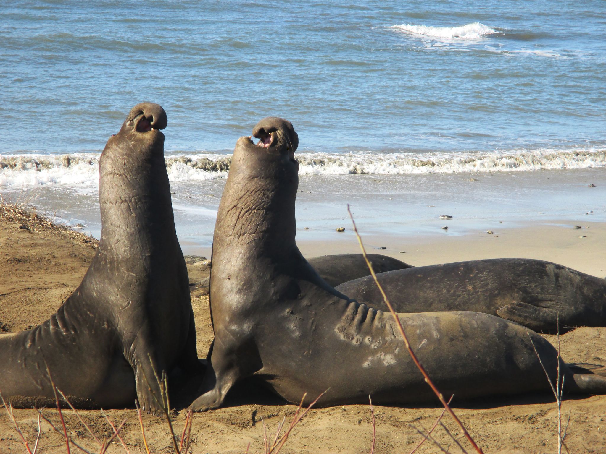 San Mateo Co.: More Elephant Seals, A Sea Lion And An Otter Test ...