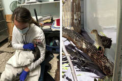 Alameda police issue warning after multiple wild turkey attacks